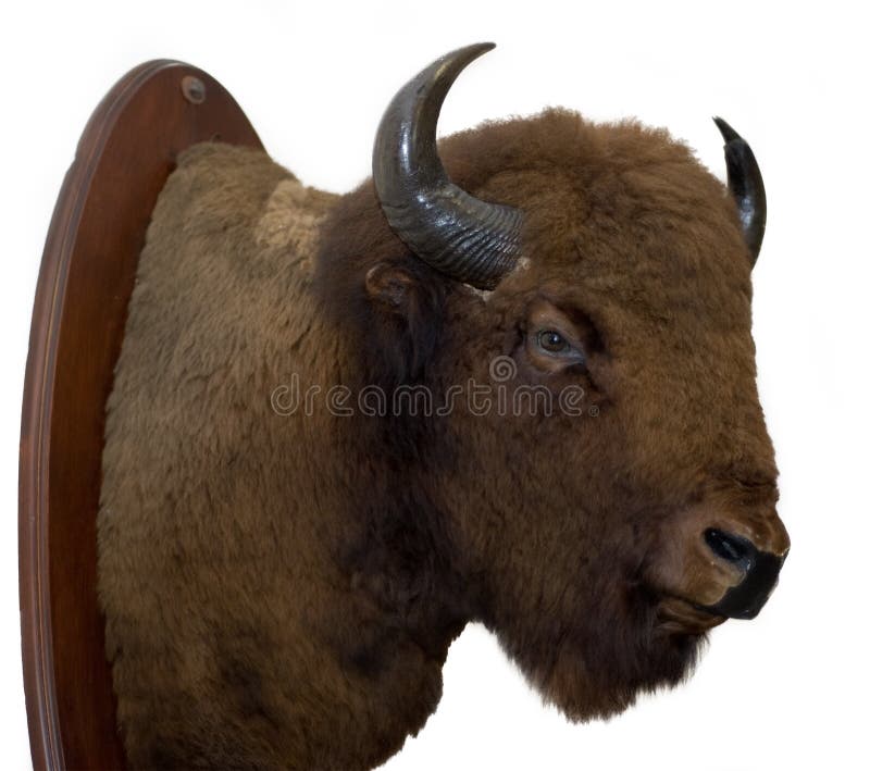Bison Head stock image. Image of portrait, herbivore, wildlife - 5560919