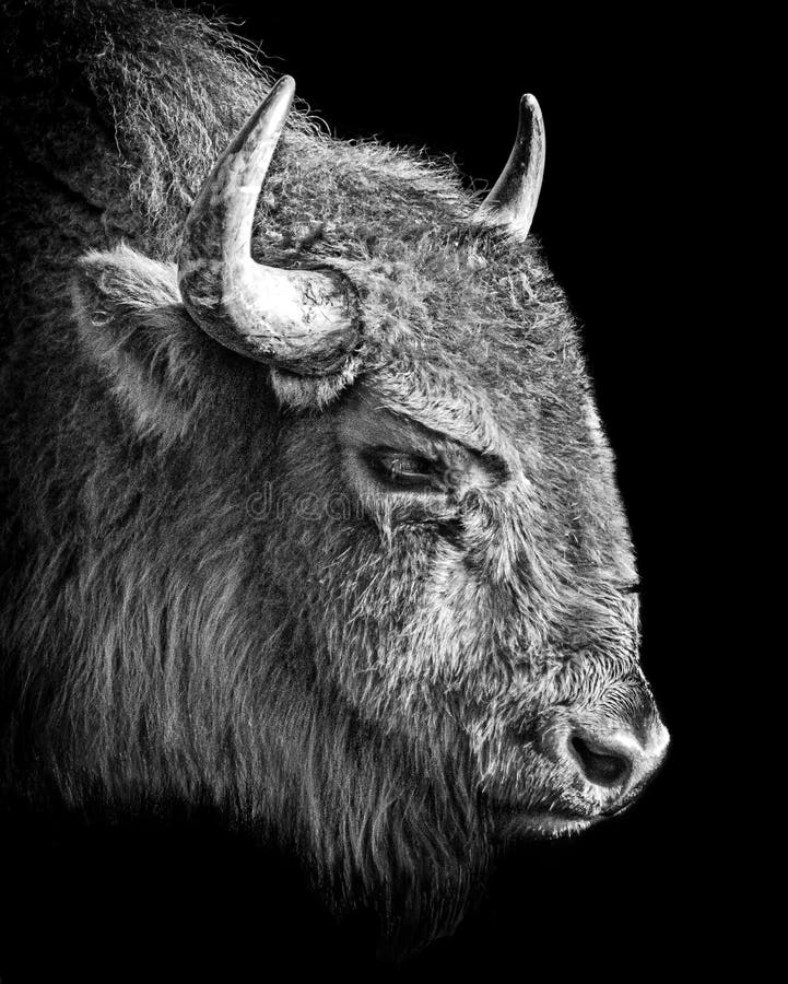 Bison head stock image. Image of face, bison, horns - 195582415