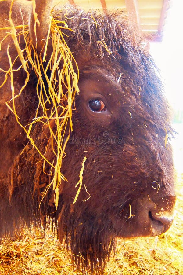 Bison head. Close-up stock image. Image of fresh, head - 147496751