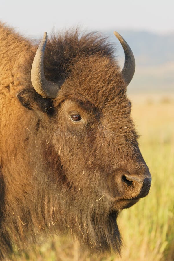 Bison Headshot Profile stock photo. Image of county, closeup - 46603020