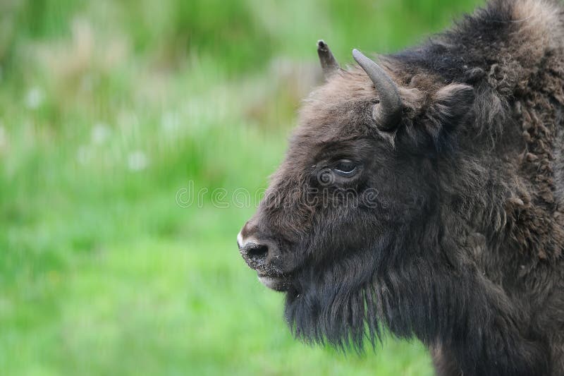 Closeup of bison`s head stock image. Image of bison, closeup - 98320515