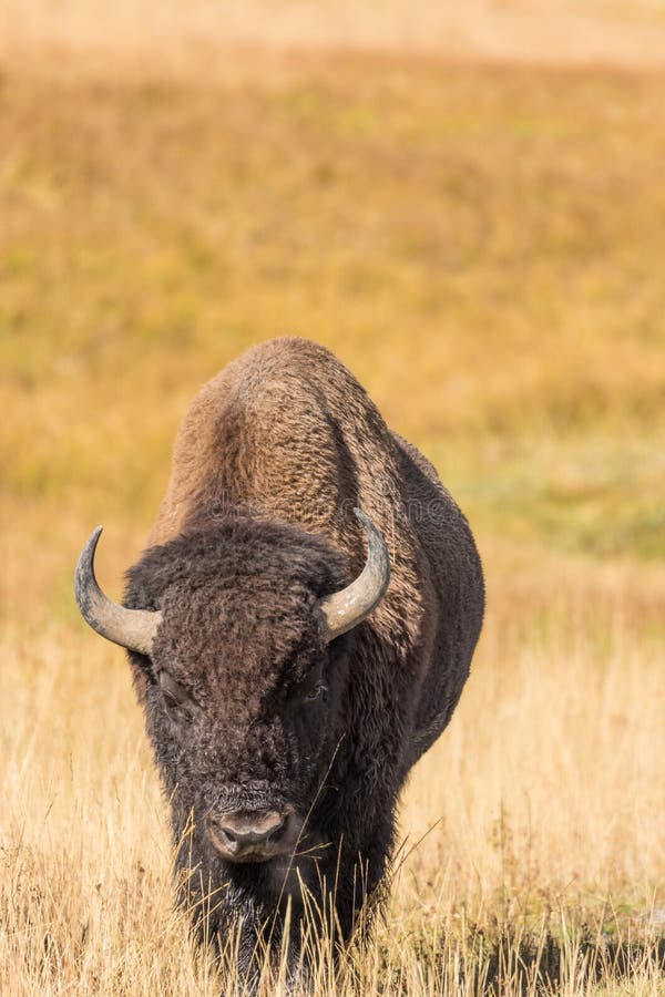 Bison Head on stock photo. Image of wyoming, horned, wildlife - 61819878