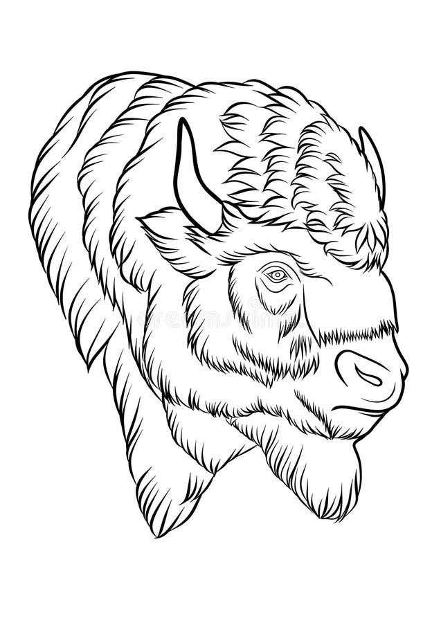 Bison Head Drawing Download Bison Line Art Illustration Coloring Pages