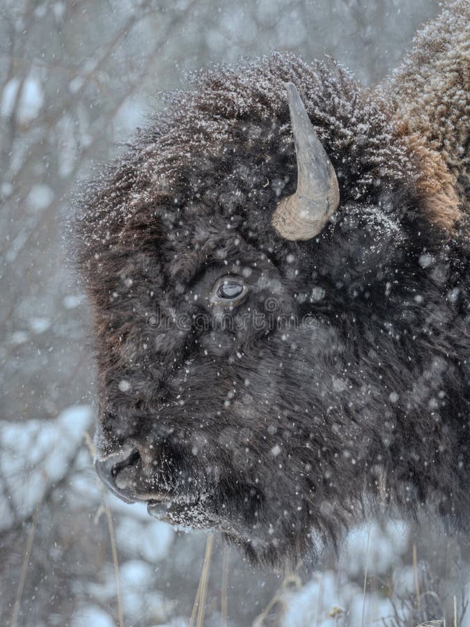 Bison headshot with snow stock image. Image of strength - 348386311