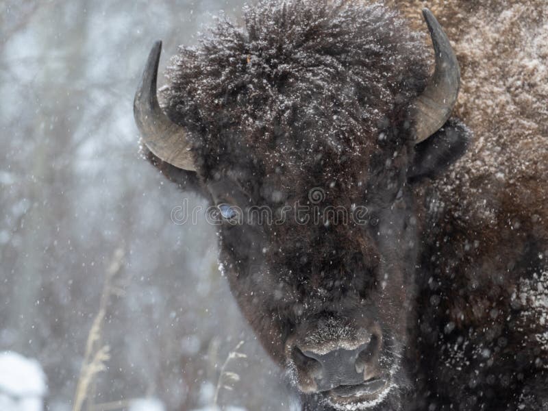 Bison headshot with snow stock image. Image of winter - 348386313