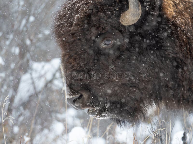 Bison headshot with snow stock photo. Image of buffalo - 348386318