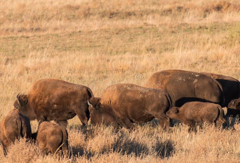 Bison Herd photo stock. Image du amérique, legs, animal - 35800000