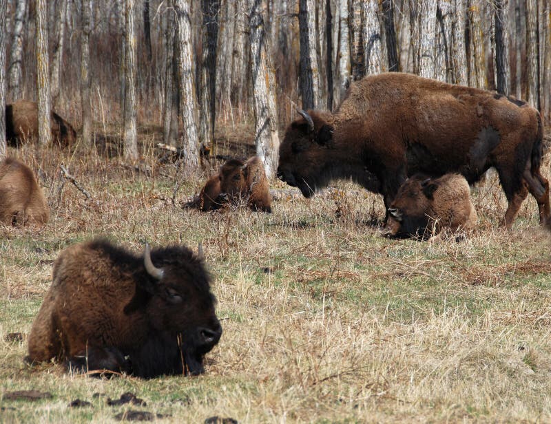 Bison herd stock photo. Image of grass, nature, island - 5087956