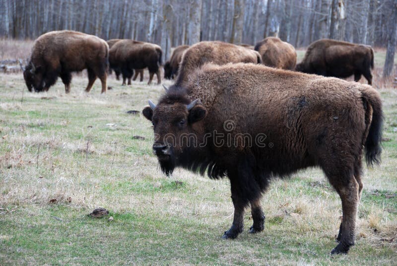 Bison herd stock image. Image of grass, bison, herd, forest - 5107651