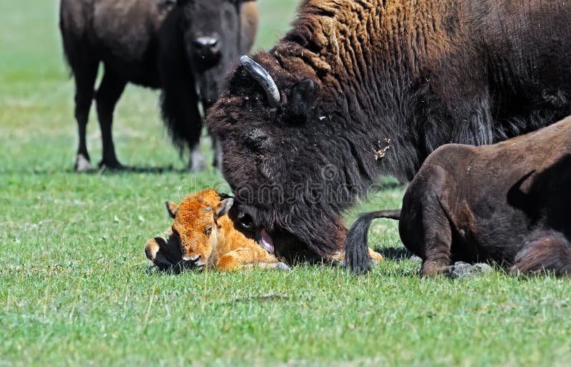 Steppe Bison Stock Photos - Download 141 Royalty Free Photos