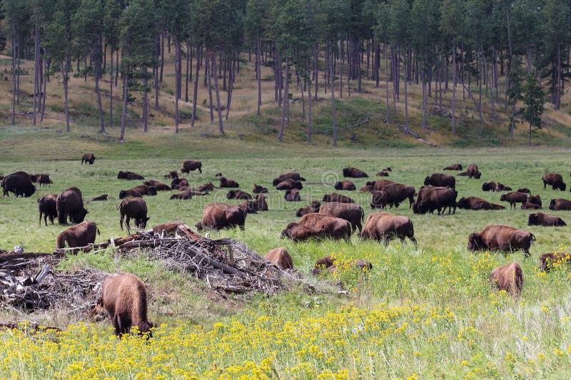 Bison Herd in Custer State Park Stock Image - Image of dakota, american ...
