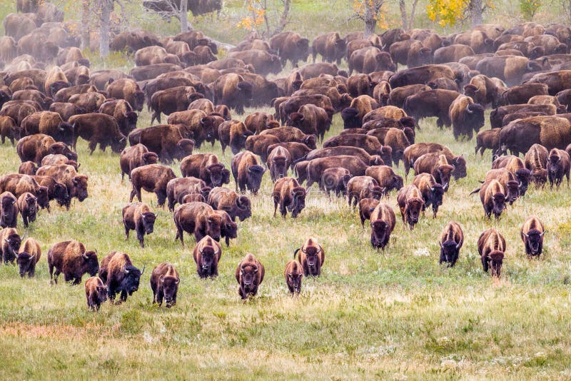 American Bison Herd stock photo. Image of ungulate, wyoming - 18008058