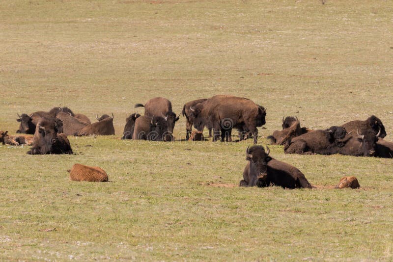 Bison Herd in Meadow stock photo. Image of wild, northrim - 72608062