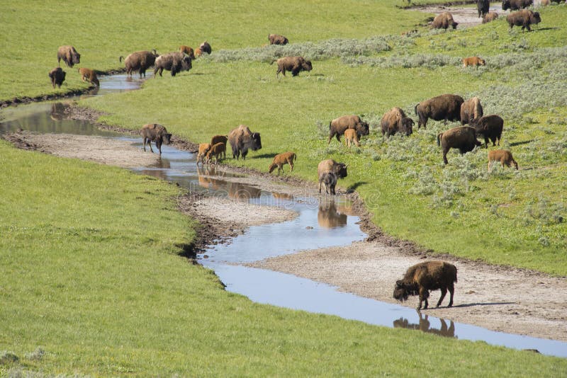 Bison Herd Near a Water Source. Stock Photo - Image of animals ...