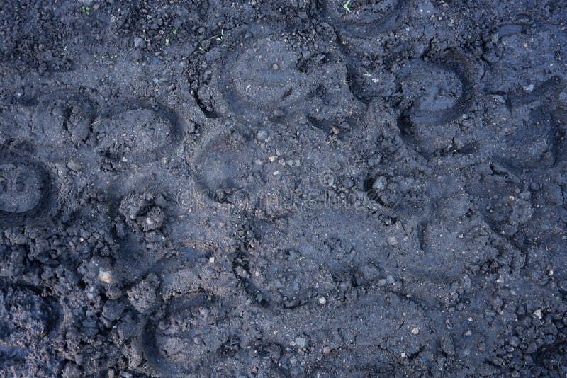 Bison Hoof Prints in Thick Mud Stock Photo - Image of imprints, dirt ...
