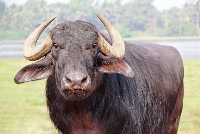 Bison Indien Ou Gaur Trayant Son Veau Image stock - Image du bovin ...