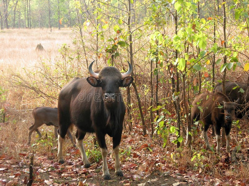 Swamp deers stock photo. Image of kanha, herbivor, twosome - 2726058