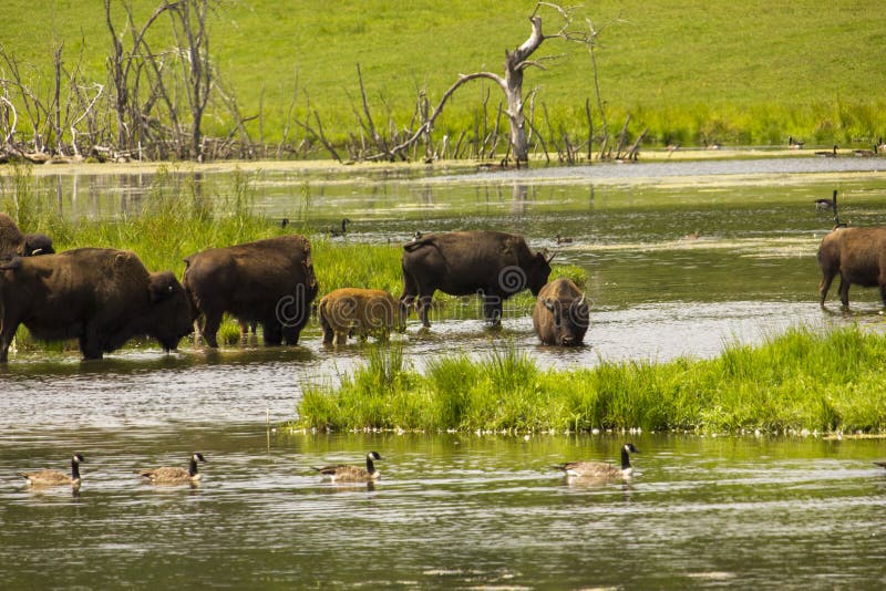4,075 Bison Water Stock Photos - Free & Royalty-Free Stock Photos from ...