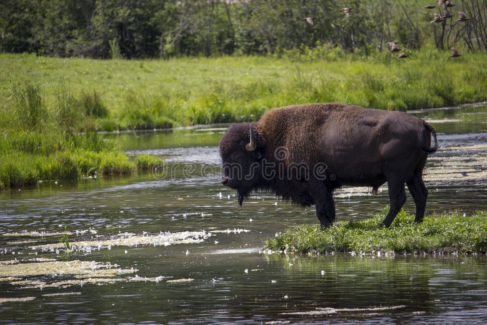 Bison by the lake stock image. Image of drink, water - 75810973