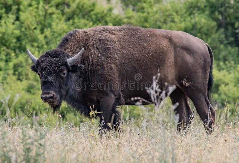 Playful young bison. stock photo. Image of livestock - 96433264
