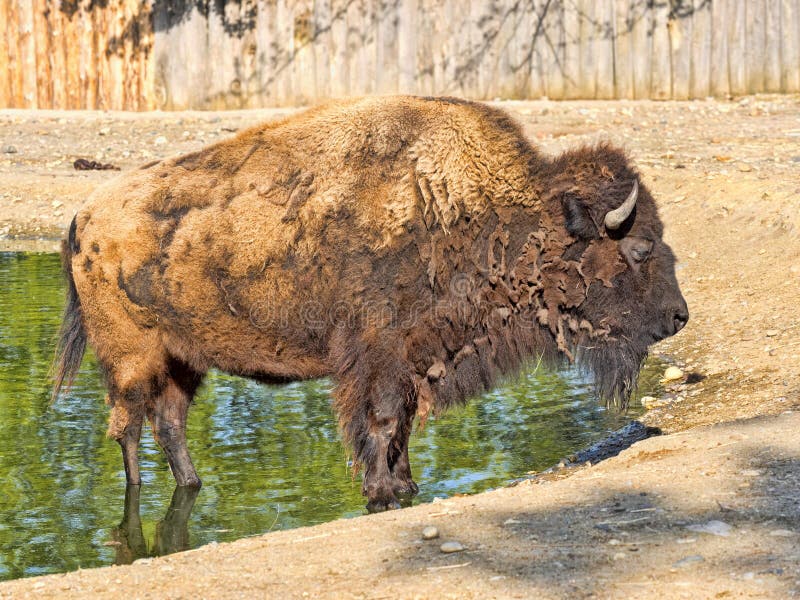 Bison, Bison Bison, the Largest American Ungulate Stock Image - Image ...