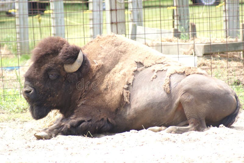 Bison Laying Down stock photo. Image of nature, animal - 93501018
