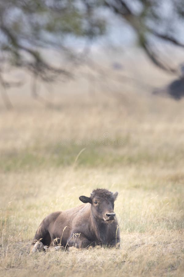 Bison Laying in Grass with Mountains in Background Stock Photo - Image ...