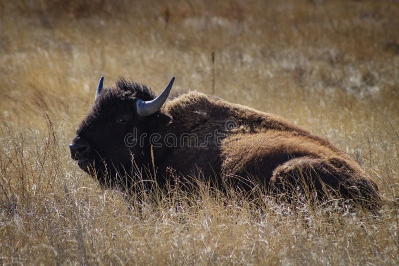Bison laying on the grass stock photo. Image of buffalo - 93586224