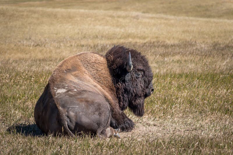 Bison Laying on the Ground stock photo. Image of summer - 208287414