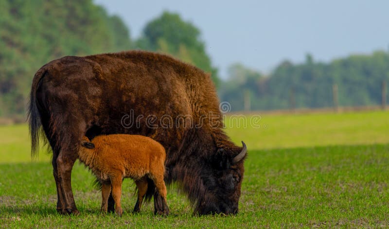 Bison and little bison stock photo. Image of parent - 203409248