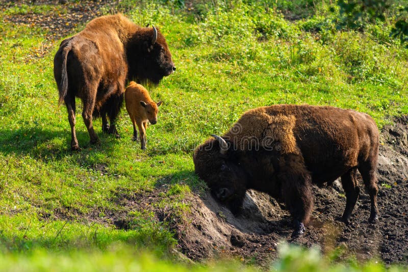 Bison and little bison stock image. Image of canada - 241206215