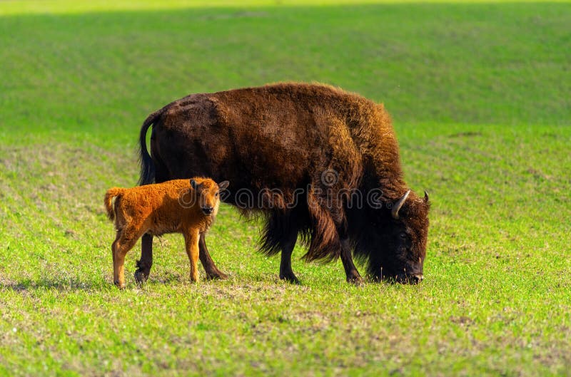 Bison and little bison stock photo. Image of buffalo - 205145638