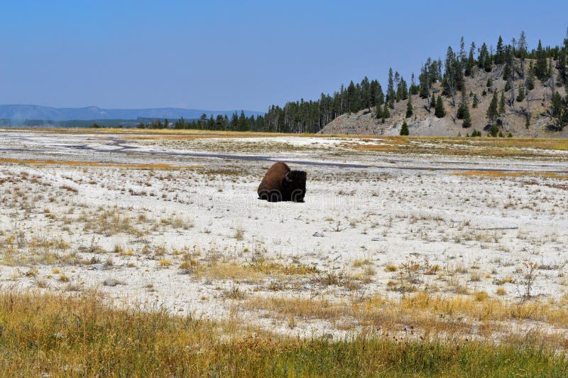 Lonely bison stock image. Image of bison, animal, bull - 30612239