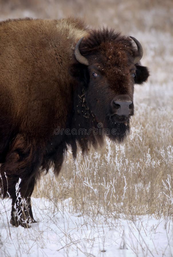 Bison look stock image. Image of wildlife, tallgrass - 12861693