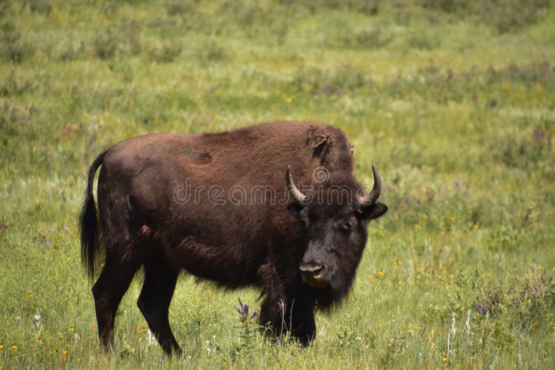 Bison Looking Back Over His Shoulder in North Dakota Stock Image ...