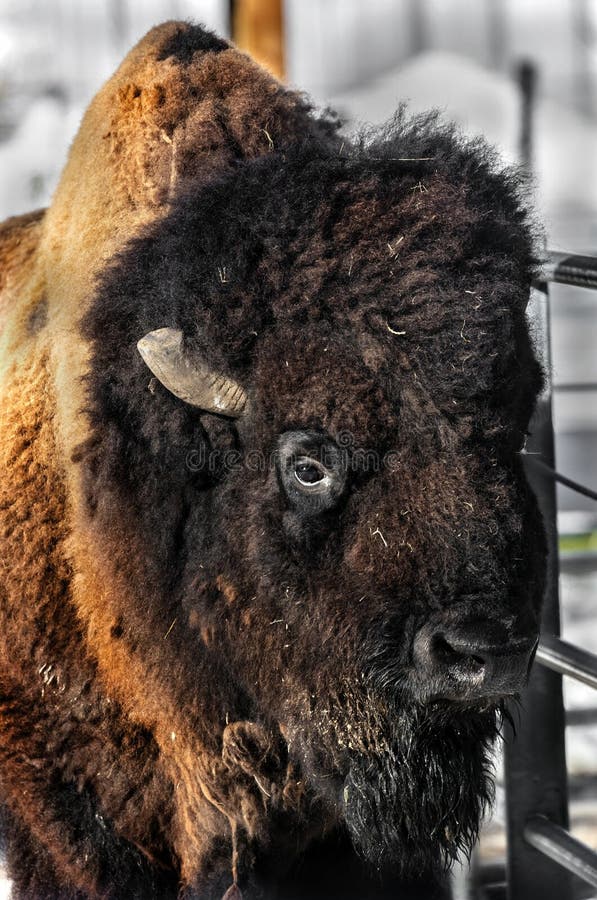 Bison male s head 1 stock image. Image of wild, nice - 276390947