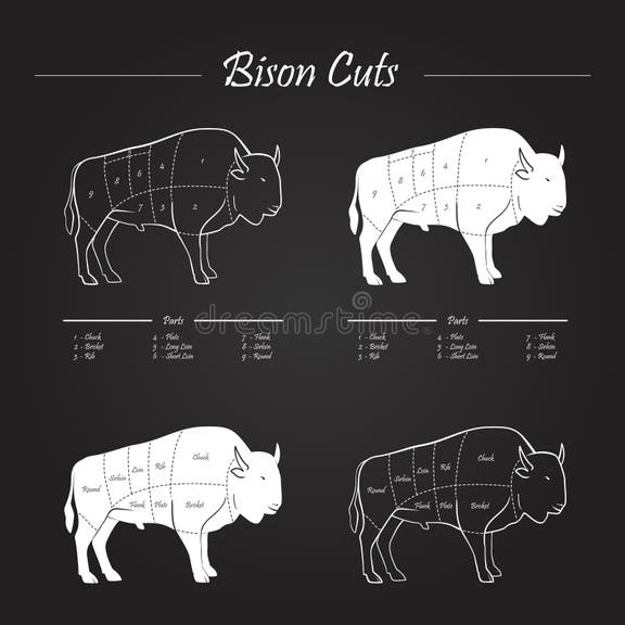 Bison Meat Cuts Scheme stock vector. Illustration of delicatessen ...