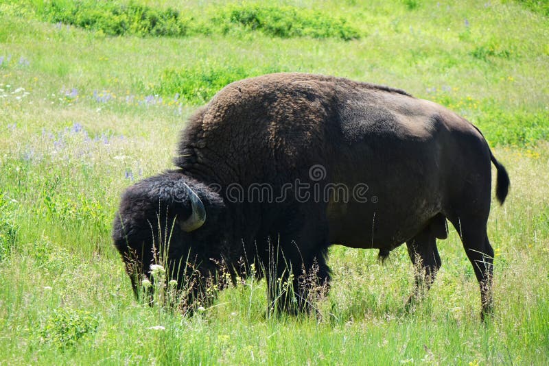 Playful young bison. stock photo. Image of livestock - 96433264