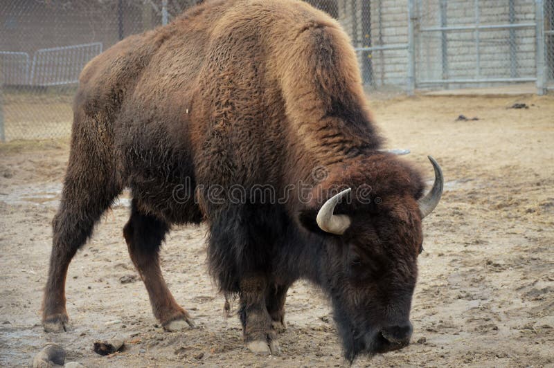 Bison stock image. Image of chest, backdrop, grazing - 87530617