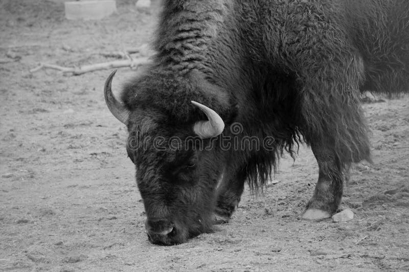 Bison stock image. Image of colors, healthy, edge, adventure - 87531285