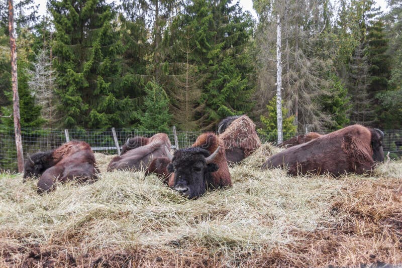 Bison pack stock image. Image of environment, outside - 169325809