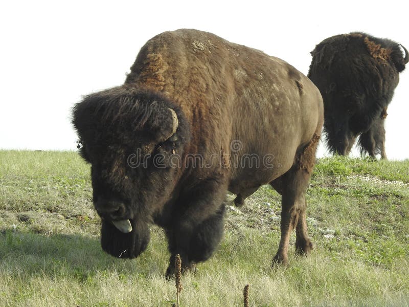 Bison Paddock Waterton Lagos Parque Nacional Alberta Canada Foto de ...
