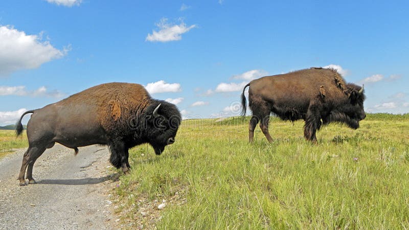 Bison Paddock, Waterton Lakes National Park, Alberta, Canada Stock ...