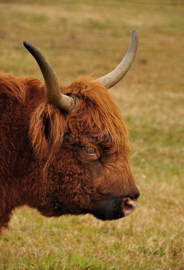 207 Long Horned Buffalo Stock Photos - Free & Royalty-Free Stock Photos ...