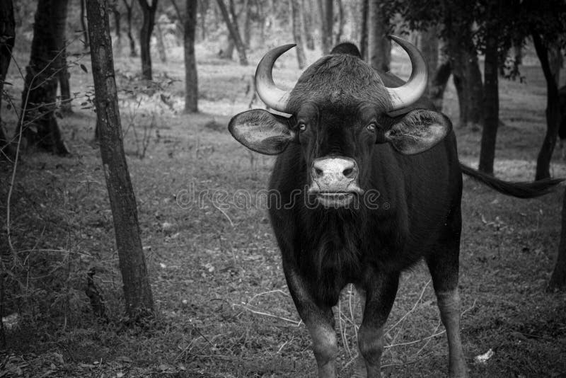 Bison Portrait stock image. Image of black, charge, animal - 159946667