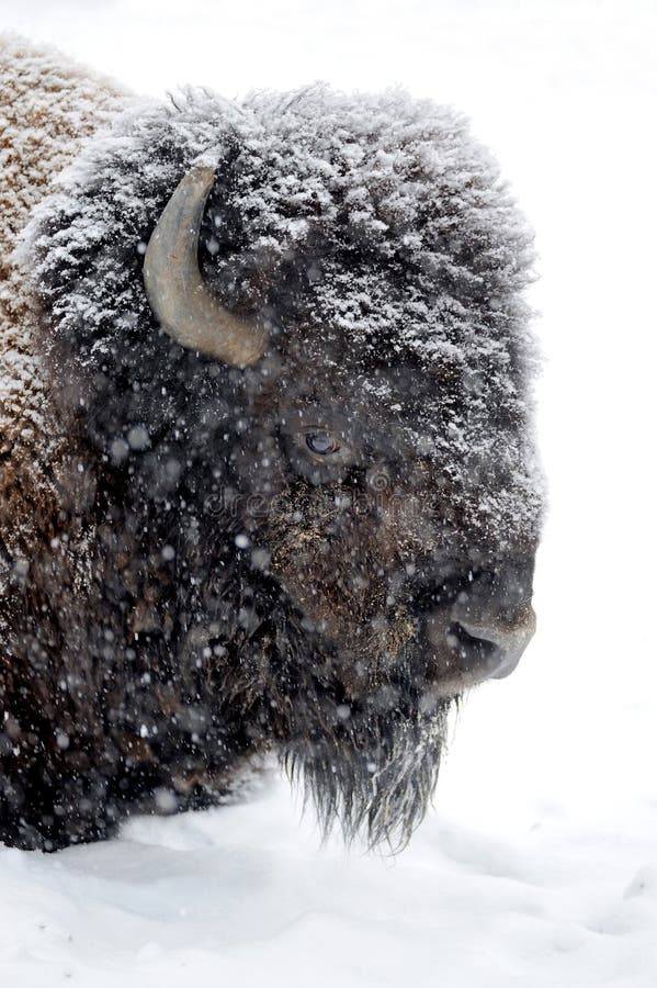 Bison in winter stock photo. Image of snow, wintertime - 23099080