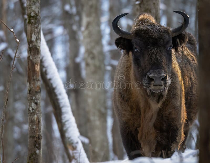 A Bison with Powerful Horns Stands in a Wild Forest in Winter and Looks ...