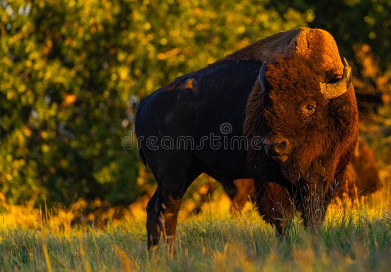Bison on the Prairie stock image. Image of hoof, herbivore - 129233323