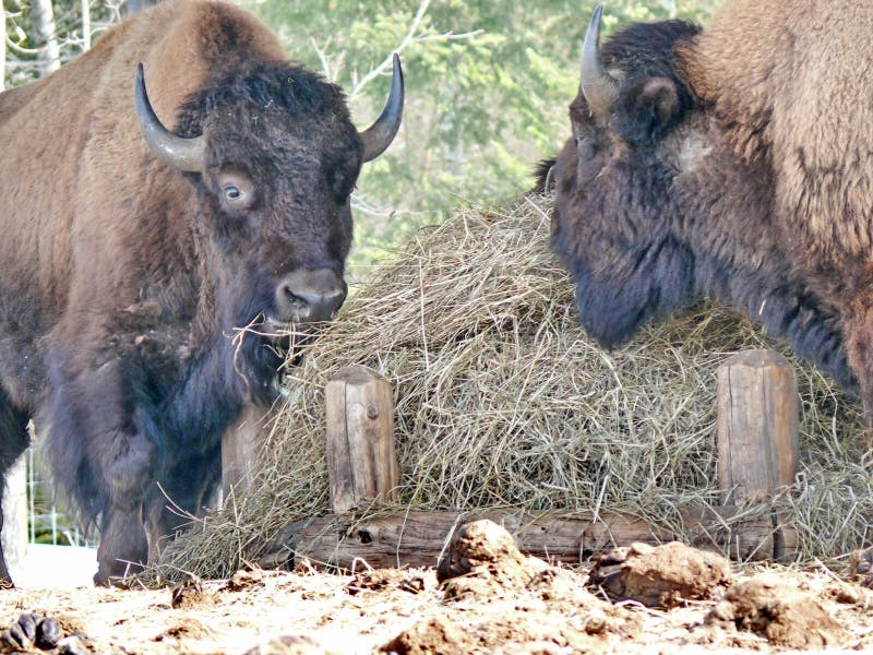 Bison in Quebec. Canada, North America. Stock Photo - Image of ...