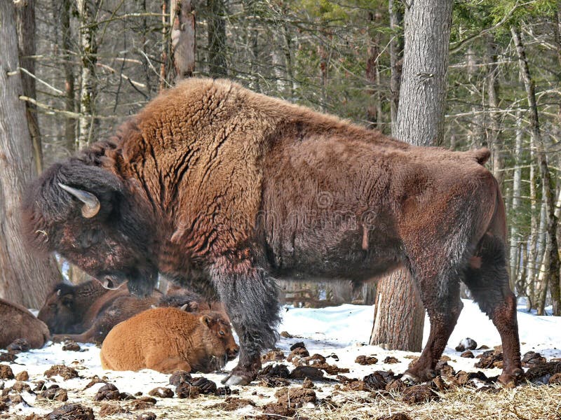 Bison in Quebec. Canada, North America. Stock Photo - Image of bison ...